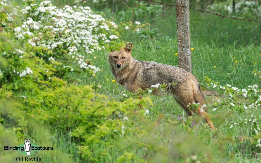 Georgia: Eagles and Endemics in Fall - Birding Ecotours