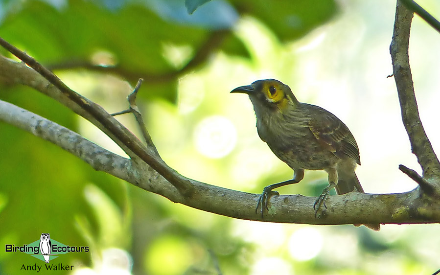 Fiji Birding Tours - Birding Ecotours