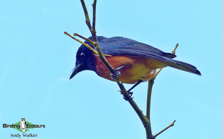 Fiji Birding Tours - Birding Ecotours