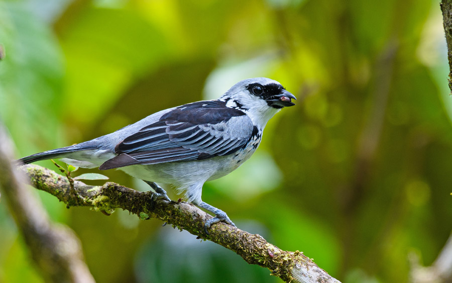 Colombia Birding Tours - Birding Ecotours