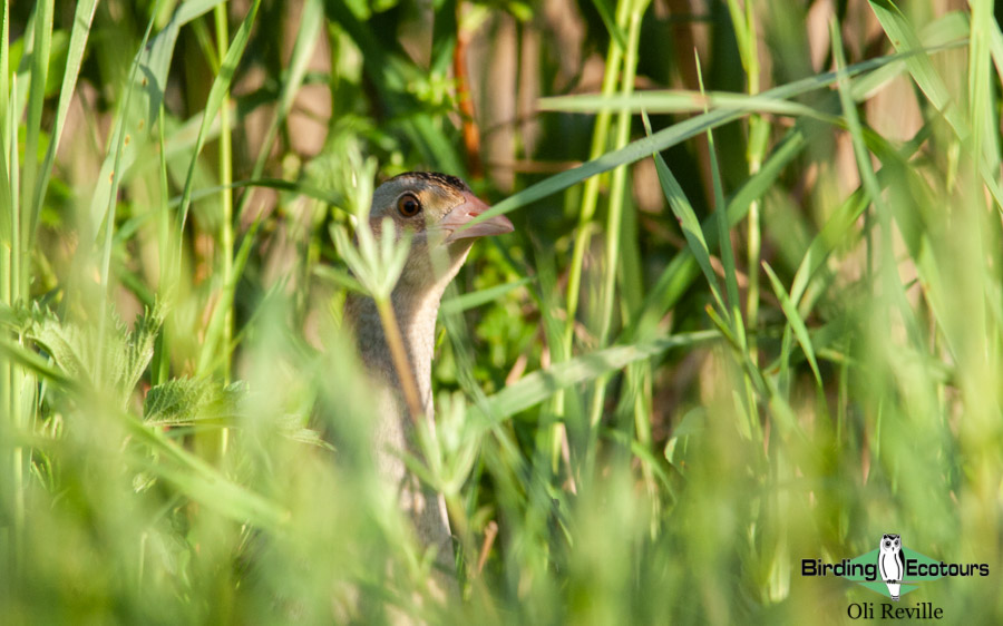 Poland Birding Tours - Birding Ecotours