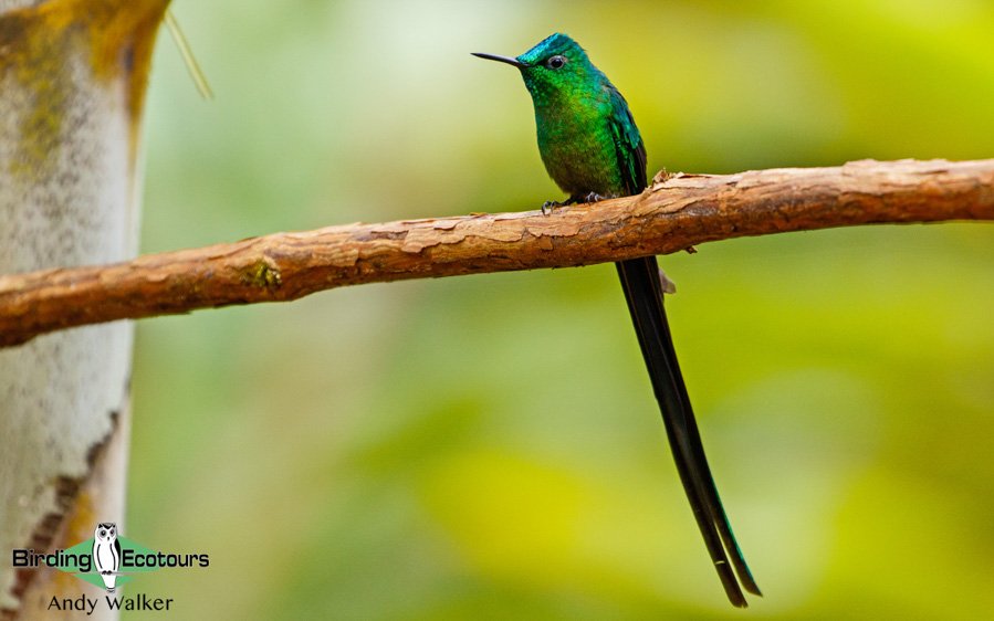 Colombia Birding Tours - Birding Ecotours