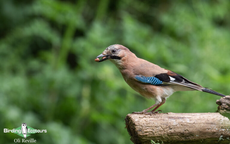 Common Farmland and Woodland Birds of the United Kingdom
