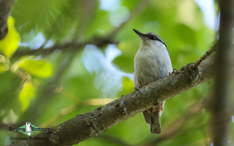 Common Farmland and Woodland Birds of the United Kingdom