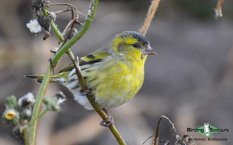 Common Farmland and Woodland Birds of the United Kingdom