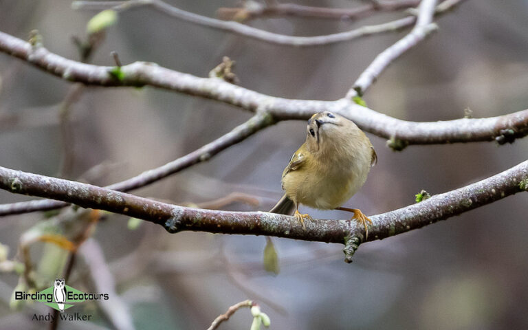 Common Farmland and Woodland Birds of the United Kingdom