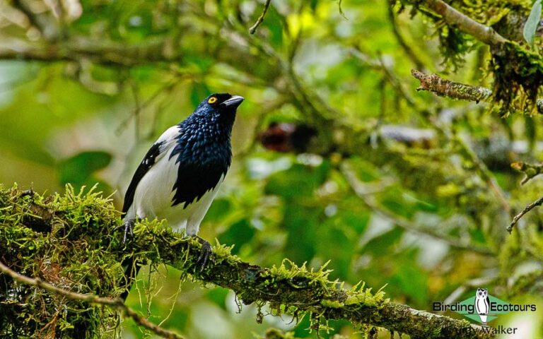 Birding Amazonian Ecuador: Harpy Eagle, Rufous Potoo and Hoatzin