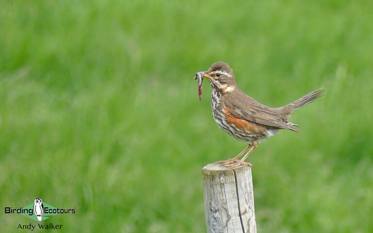 Common Farmland and Woodland Birds of the United Kingdom