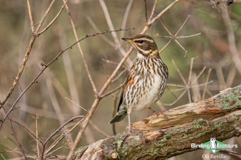 Common Farmland and Woodland Birds of the United Kingdom