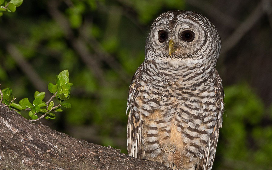 Paraguay Adventure: Amazing Birds and Wildlife of the Chaco