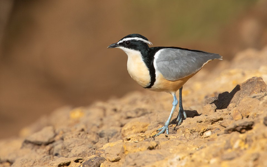 Africa and Madagascar Birding Tours - Birding Ecotours