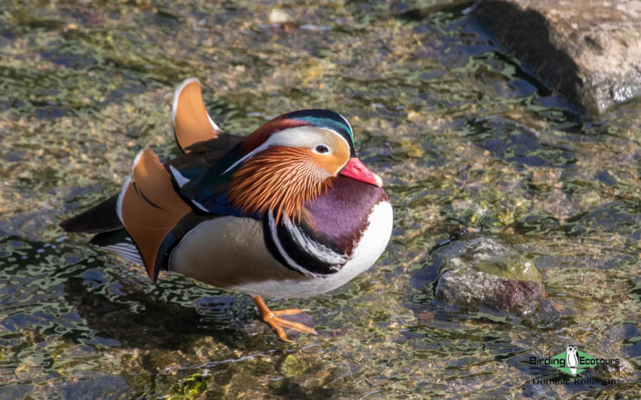 Japan Birding Tours - Birding Ecotours