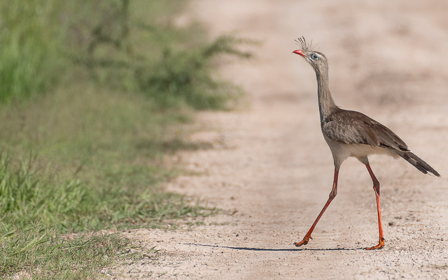 Paraguay Adventure: Amazing Birds and Wildlife of the Chaco