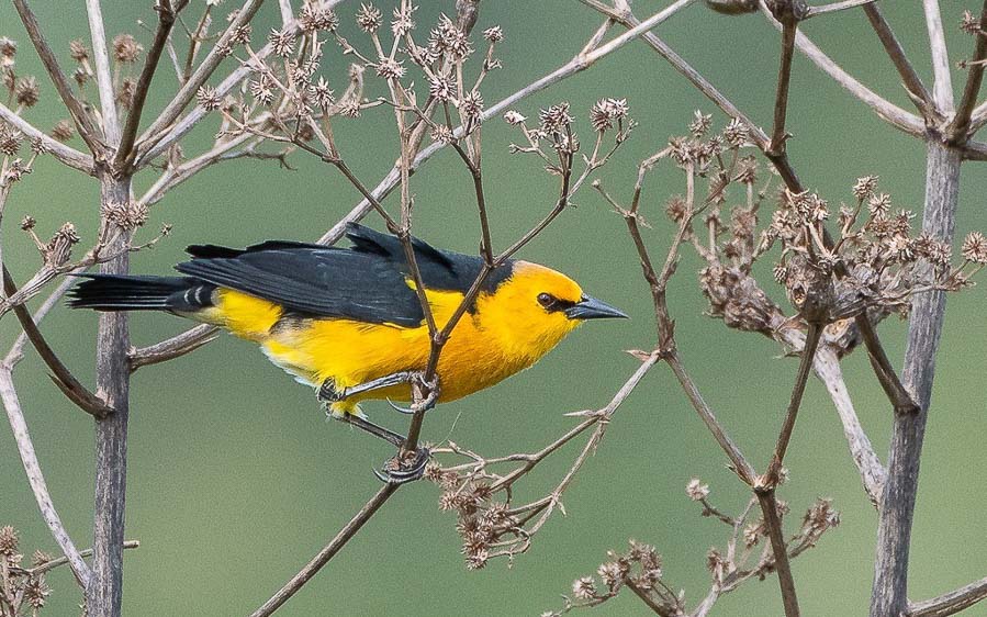 Paraguay Birding Tours - Birding Ecotours