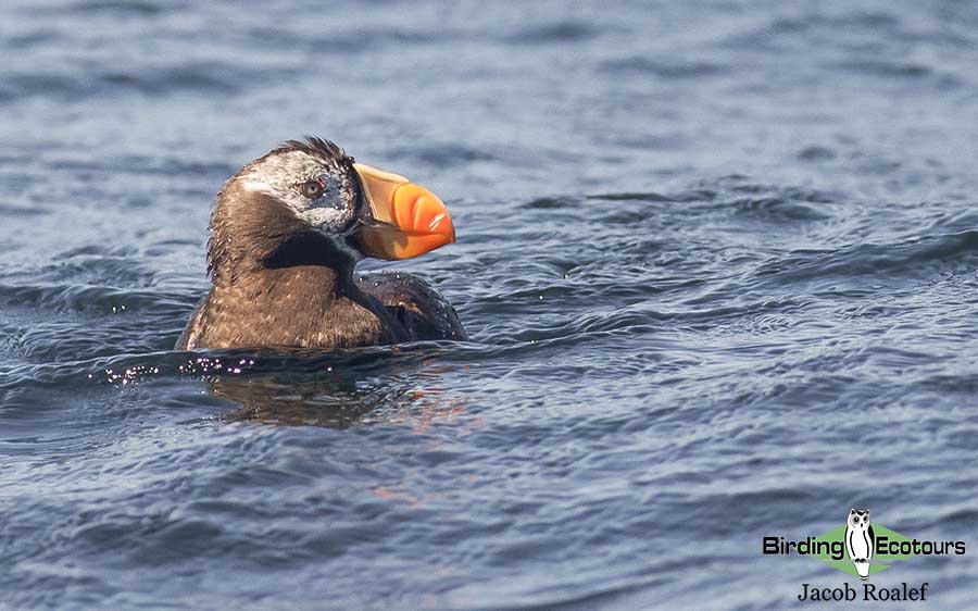 Birding Tour USA: Washington – The Pacific Northwest