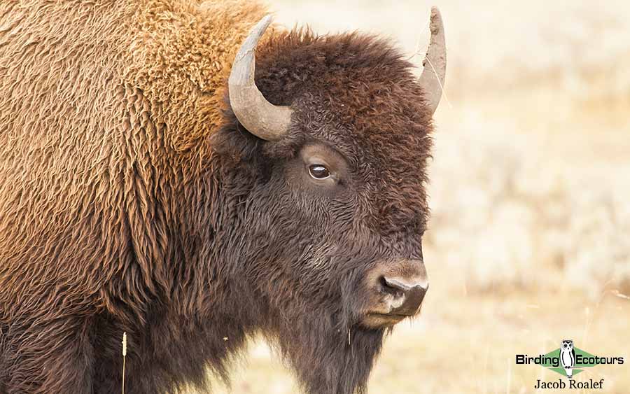 United States of America Birding Tours - Birding Ecotours