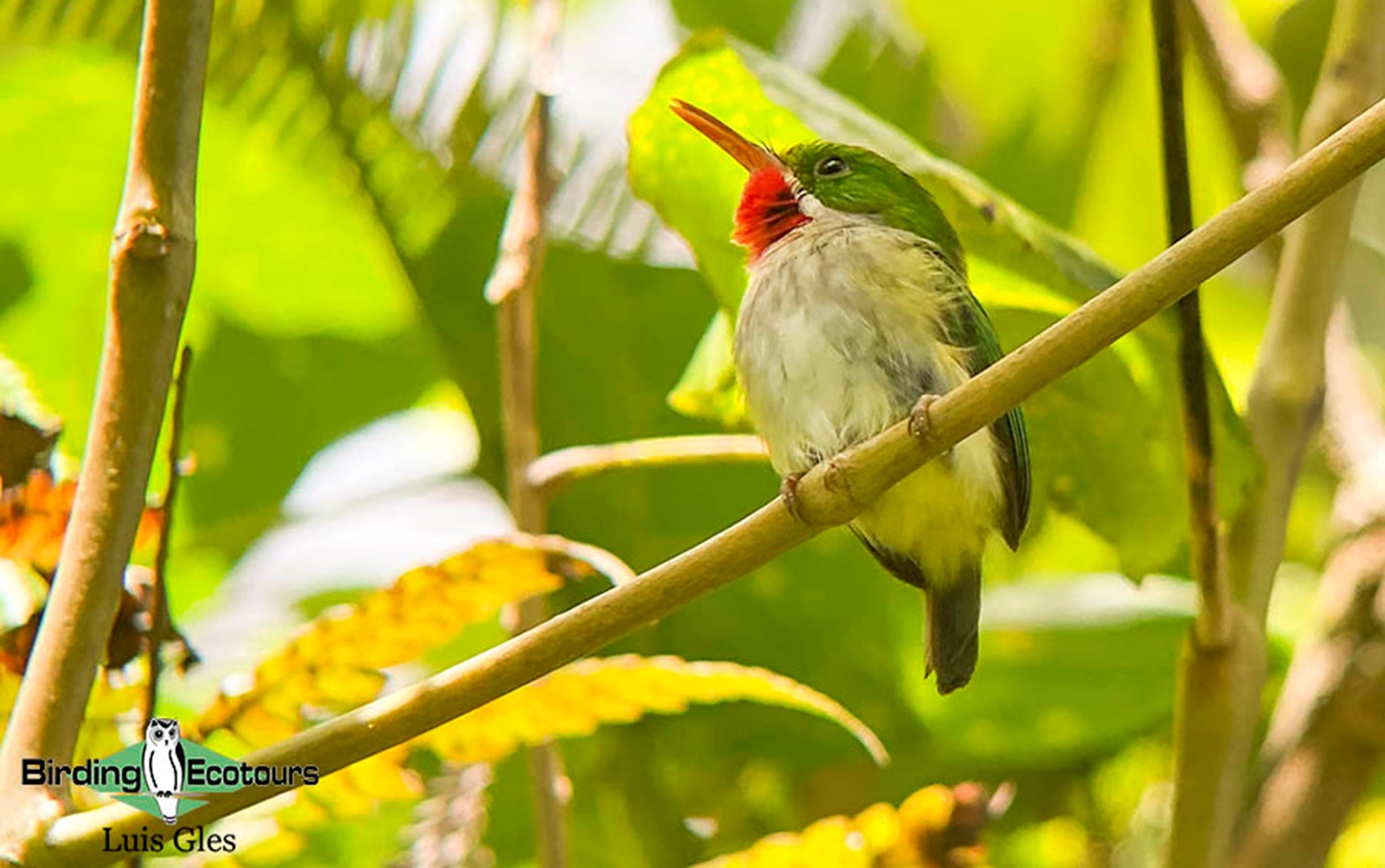 Birding Tour Caribbean: Puerto Rico – Endemics and Island Birding