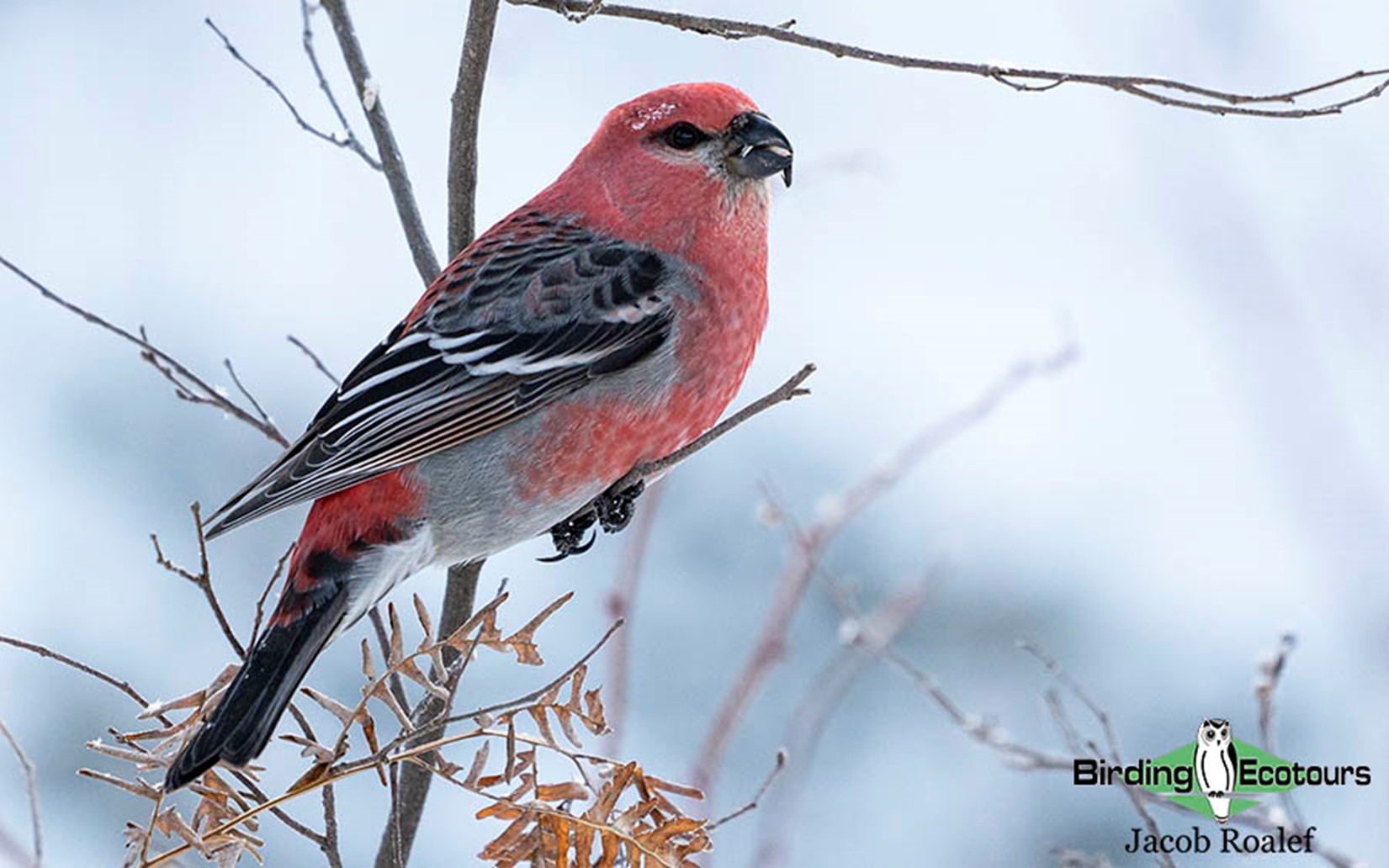 Birding Tour USA: Owls and Other Winter Birds of Minnesota