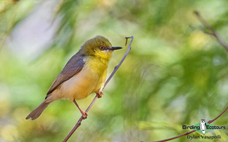 South Africa: 1-Day Mabusa Reserve & Mkhombo Dam Birding