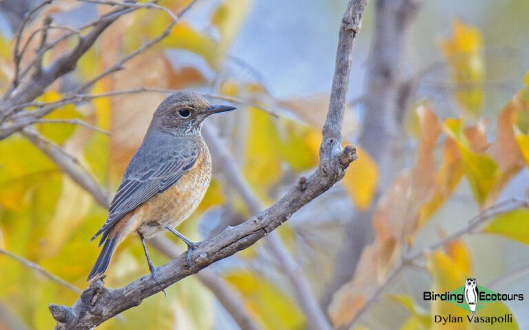 South Africa: 1-Day Mabusa Reserve & Mkhombo Dam Birding