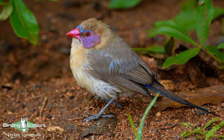 South Africa: 1-Day Mabusa Reserve & Mkhombo Dam Birding