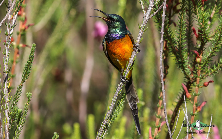 1-day Cape Mountains and Fynbos Birding Tour - Birding Ecotours