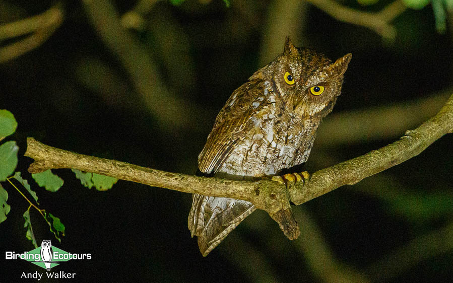 Indonesia: Lombok Extension – Rinjani Scops Owl Premium Tour