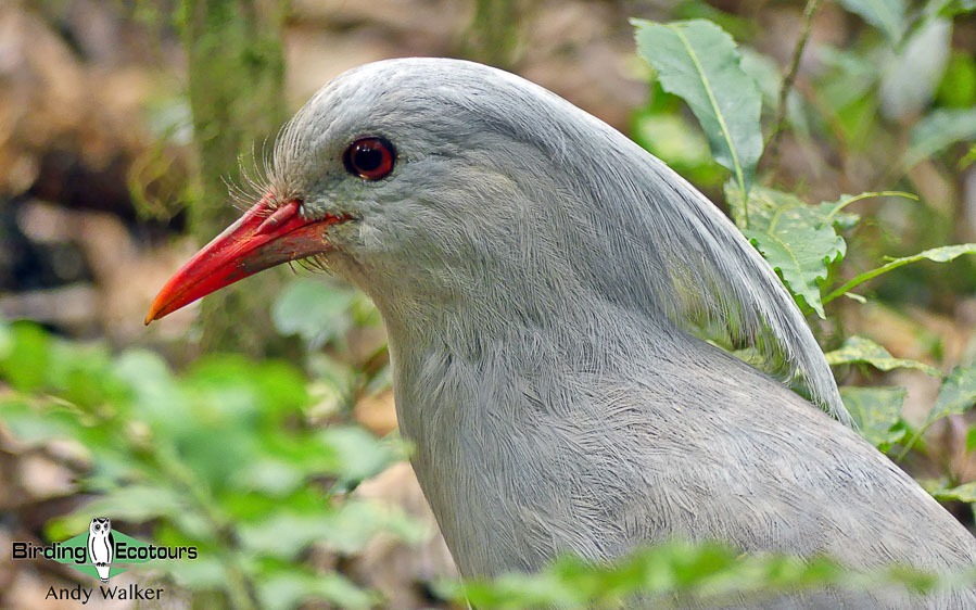 New Caledonia Birding Tours - Birding Ecotours