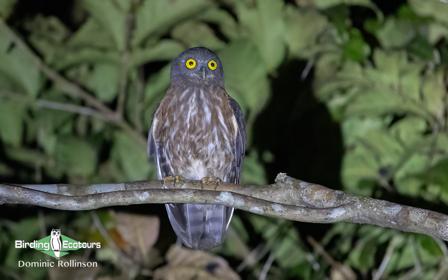 Birding Tour India: Andaman Islands Endemics - Birding Ecotours