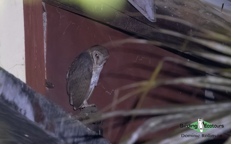 Birding Tour India: Andaman Islands Endemics - Birding Ecotours