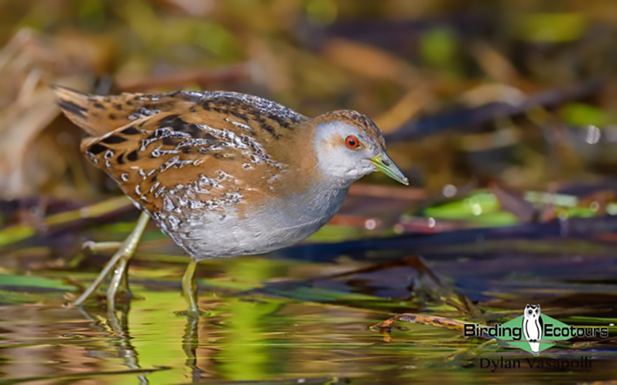 Birding Tour India: Andaman Islands Endemics - Birding Ecotours
