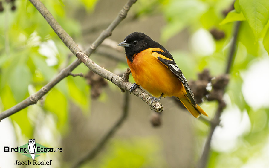 Ohio Birding Tour: Eastern Warblers & Spring Migration Spectacular