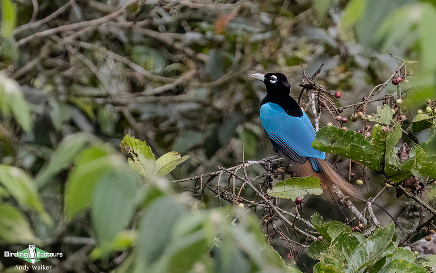 Birding Tour Papua New Guinea: Attenborough's Paradise