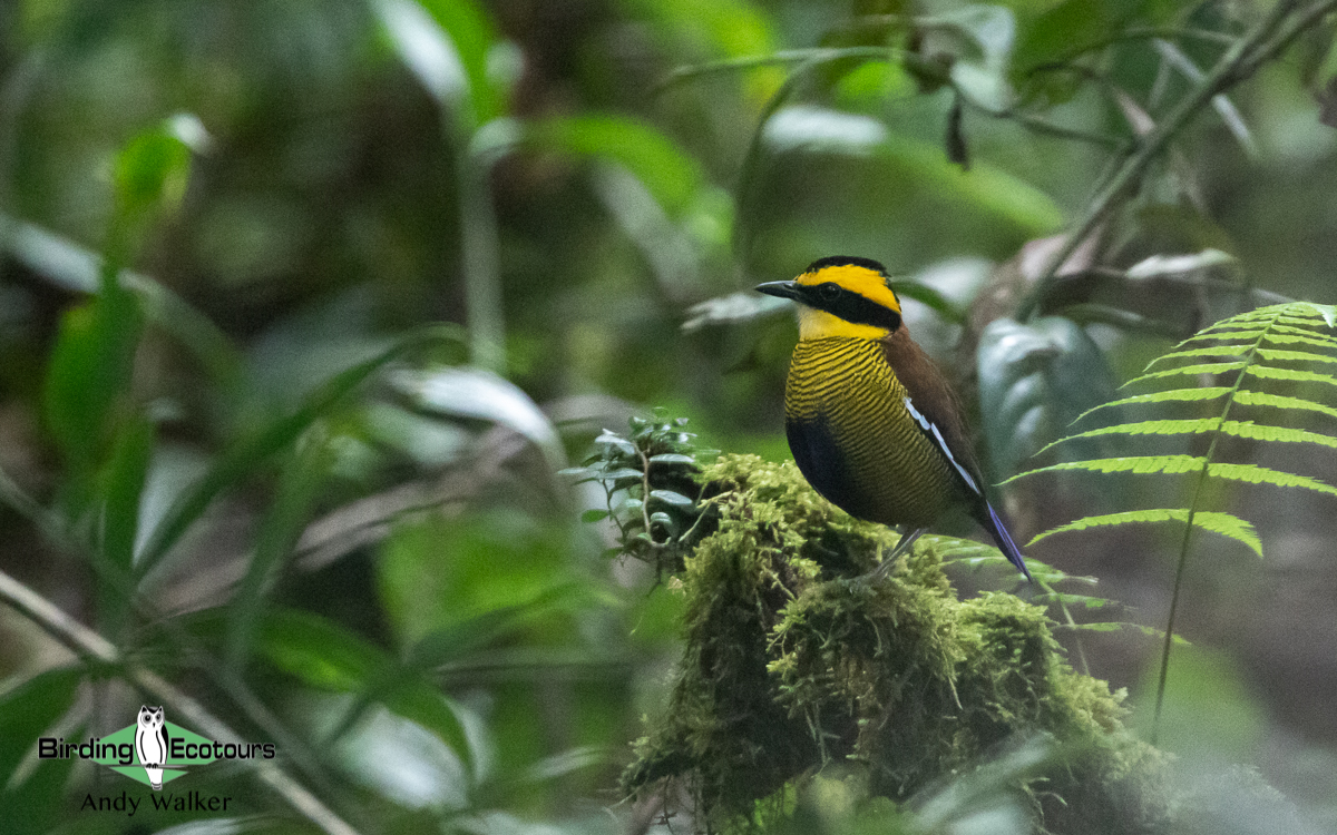 Birding Tour Borneo: Sarawak Restricted Range Endemics
