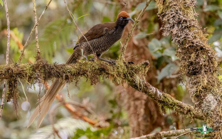 Birding Tour Papua New Guinea: Attenborough's Paradise