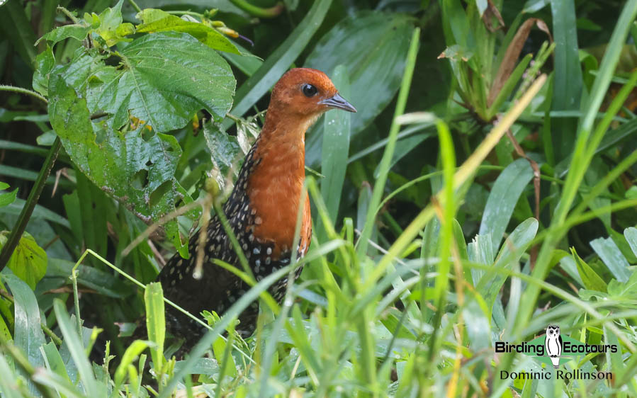Birding Tour South Africa: Elusive Owls and Flufftails