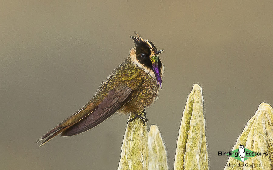 The Very Best of Colombia: The Andes & Chocó - Birding Ecotours