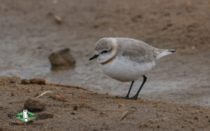 Birding Tour Namibia: Namibia, Okavango, and Victoria Falls