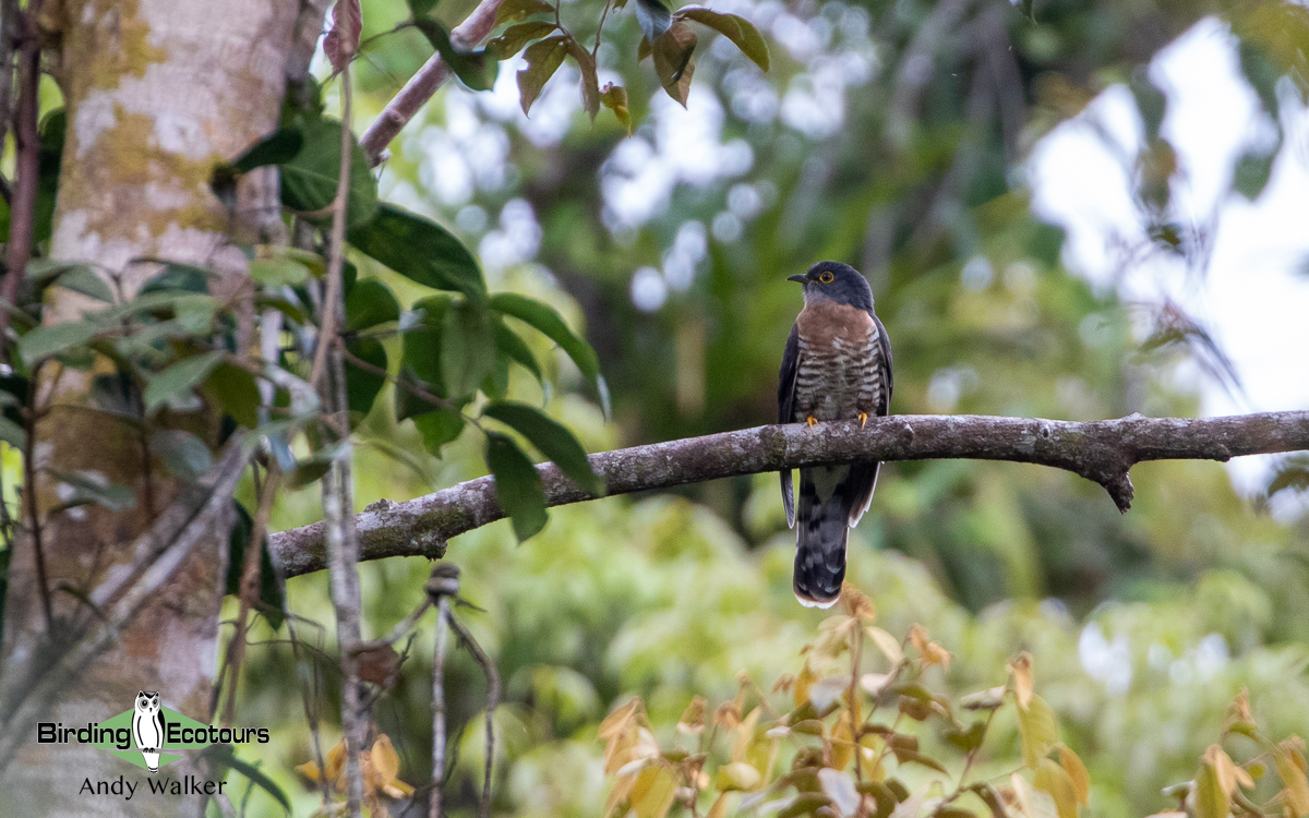 Birding Tour Borneo: Sarawak Restricted Range Endemics