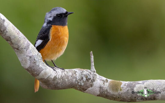 Birding Tour Japan: Spectacular Winter Birds - Birding Ecotours