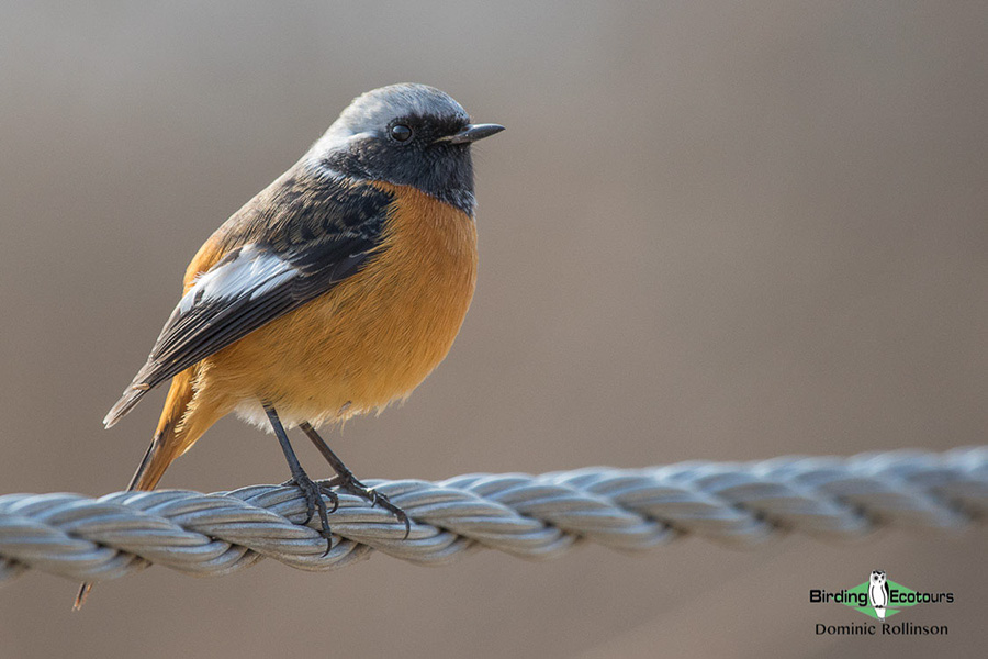 Birding Tour Japan: Spectacular Winter Birds - Birding Ecotours