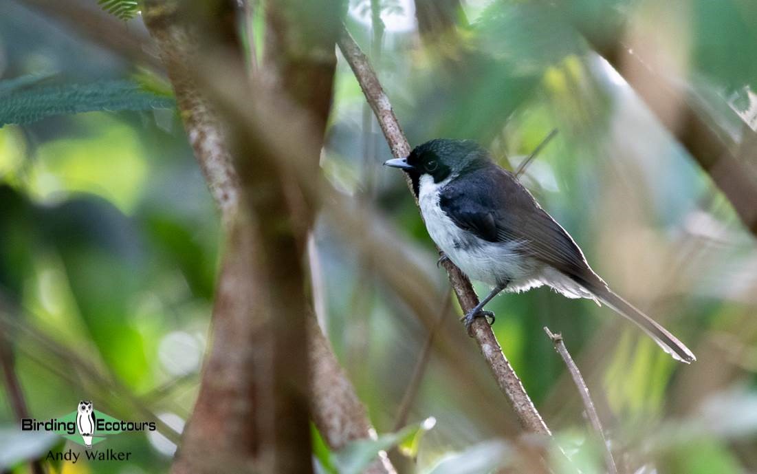 Indonesia: The Lesser Sunda Islands – Comprehensive Tour