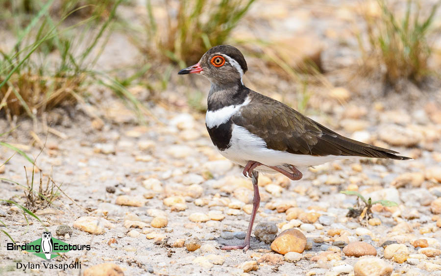 Birding Tour Ghana: Upper Guinea Forest and Pre-Sahel