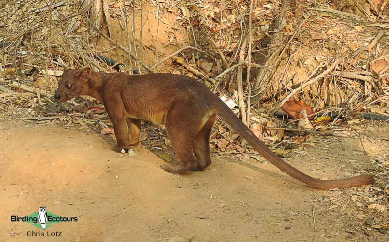 Birding Tour Madagascar: The Remote North - Birding Ecotours