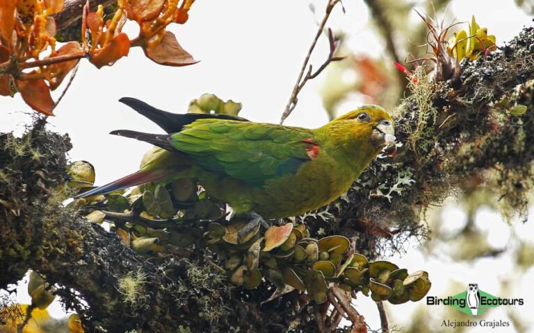 The Very Best of Colombia: The Andes & Chocó - Birding Ecotours