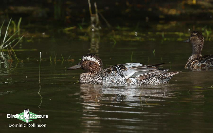 United Kingdom Birding Tour: England in Spring - Birding Ecotours