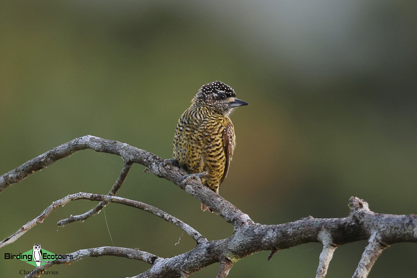 Northeastern Brazil: The Finest Brazilian Endemics
