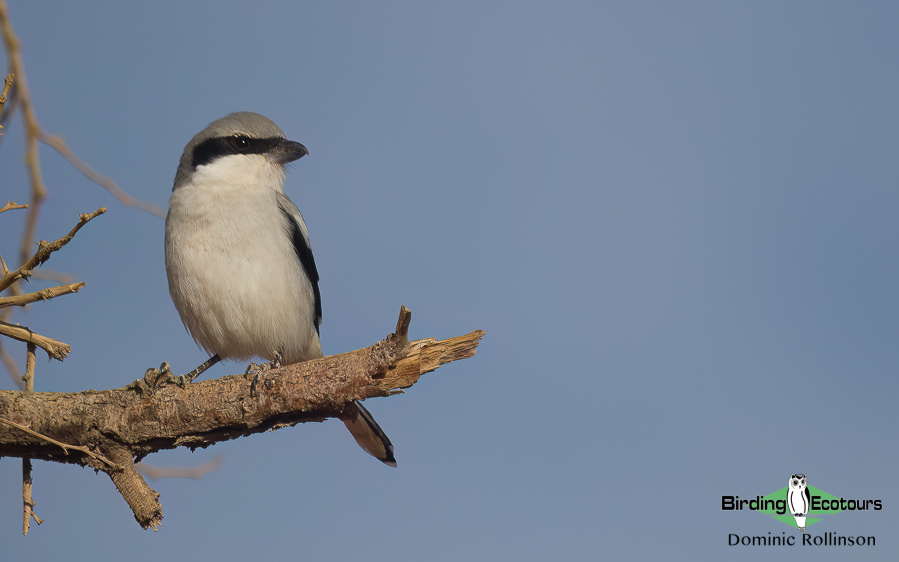 Northern Greece: Fall Birding Adventure - Birding Ecotours