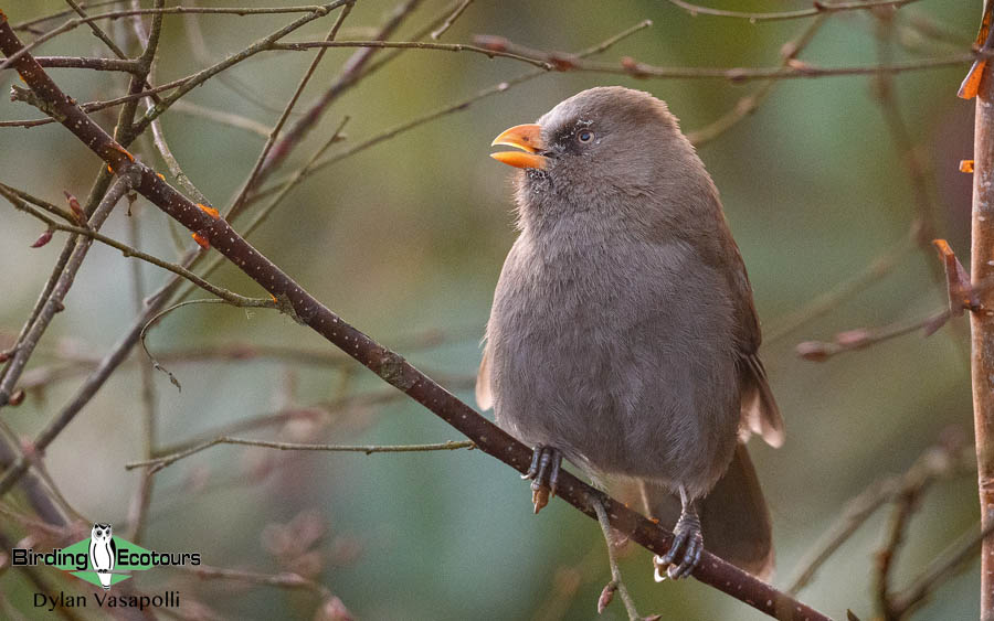 Bhutan in the Fall - Birding Ecotours