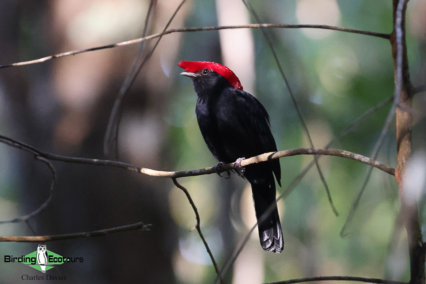 Northeastern Brazil: The Finest Brazilian Endemics